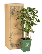 The Albrighton Rambler | English Rambling Rose | David Austin Roses