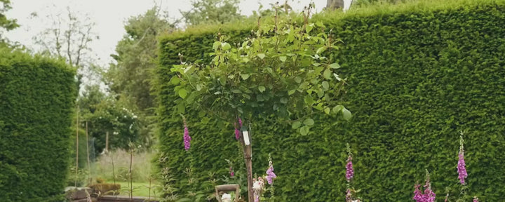 How to plant a potted standard tree rose