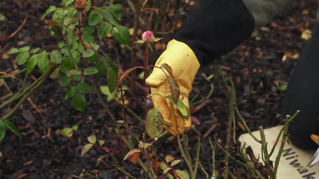 How to Prune Your English Shrub Rose | David Austin
