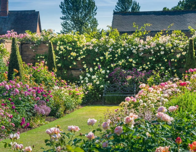 The David Austin Rose Gardens | David Austin