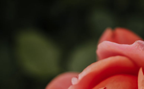 Galvanised Straining Wire | Rose & Garden Accessories