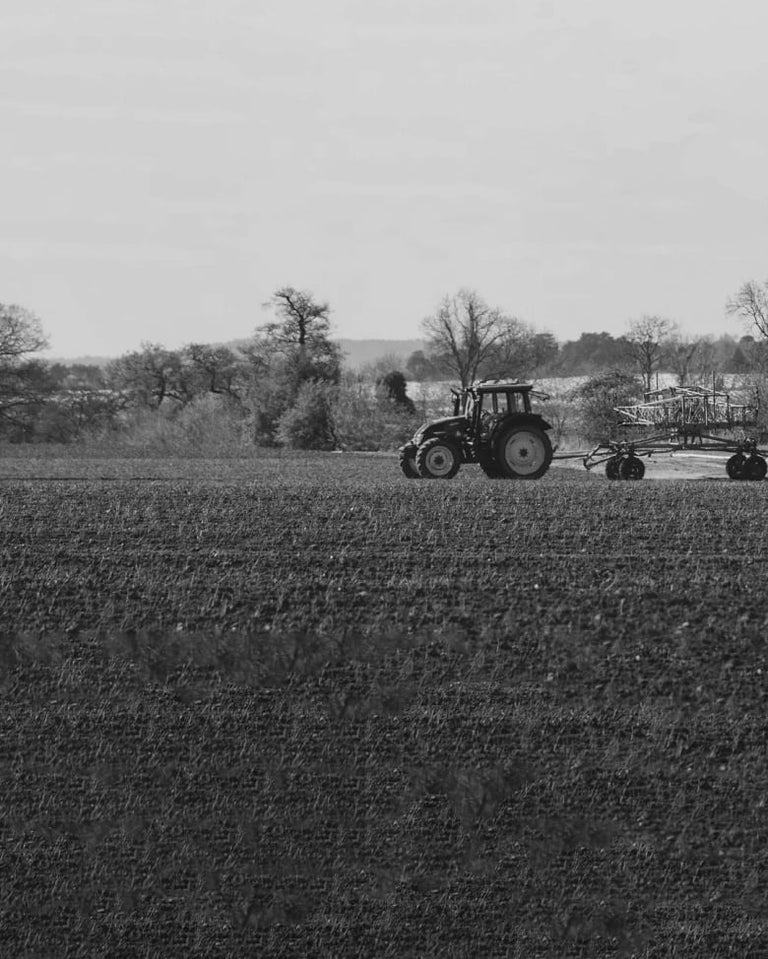 Albertine | Rambling Rose | David Austin Roses