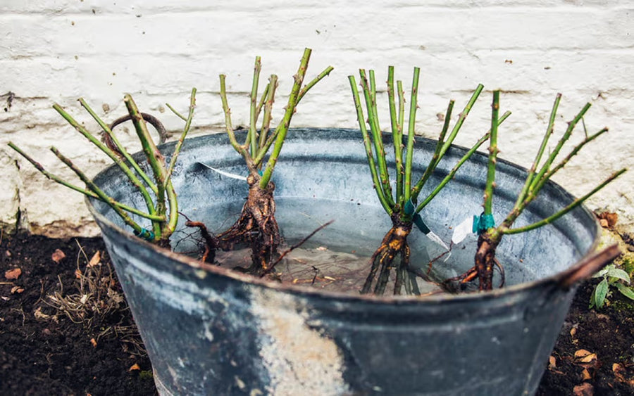 The Joy of Growing Roses: The basics for beginners