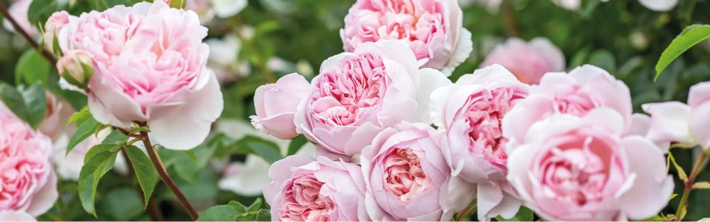 David Austin Roses' Literary Collection of English Roses