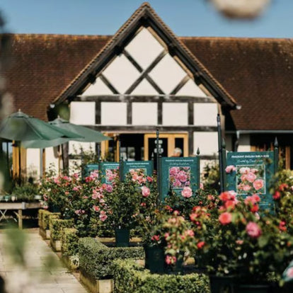 Roses Best For Pots & Containers | David Austin Roses