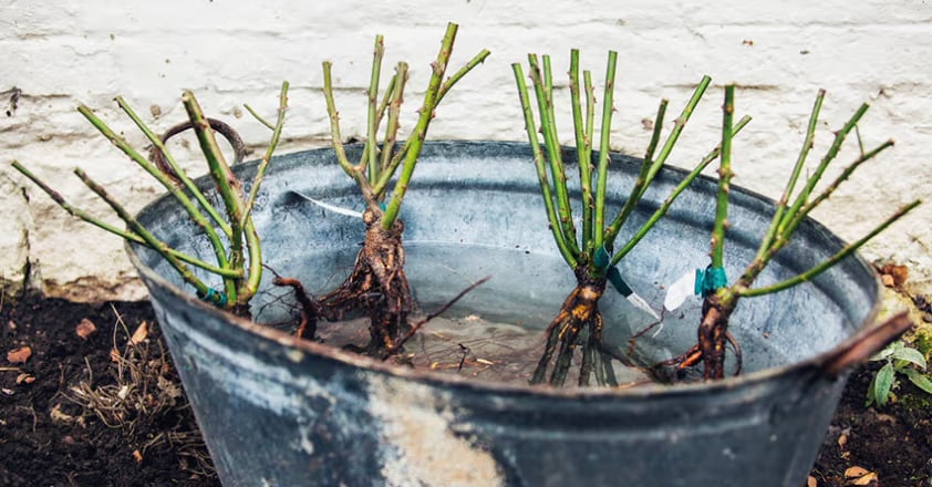 Flower Carpet | Ground Cover Rose | David Austin Roses