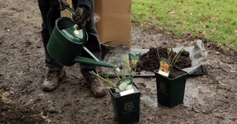 Scented Carpet | Ground Cover Rose | David Austin Roses