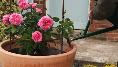 How To Plant Your Potted Climbing Rose In A Pot