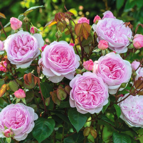 Roses for Growing as Hedges | Hedging Roses | David Austin Roses