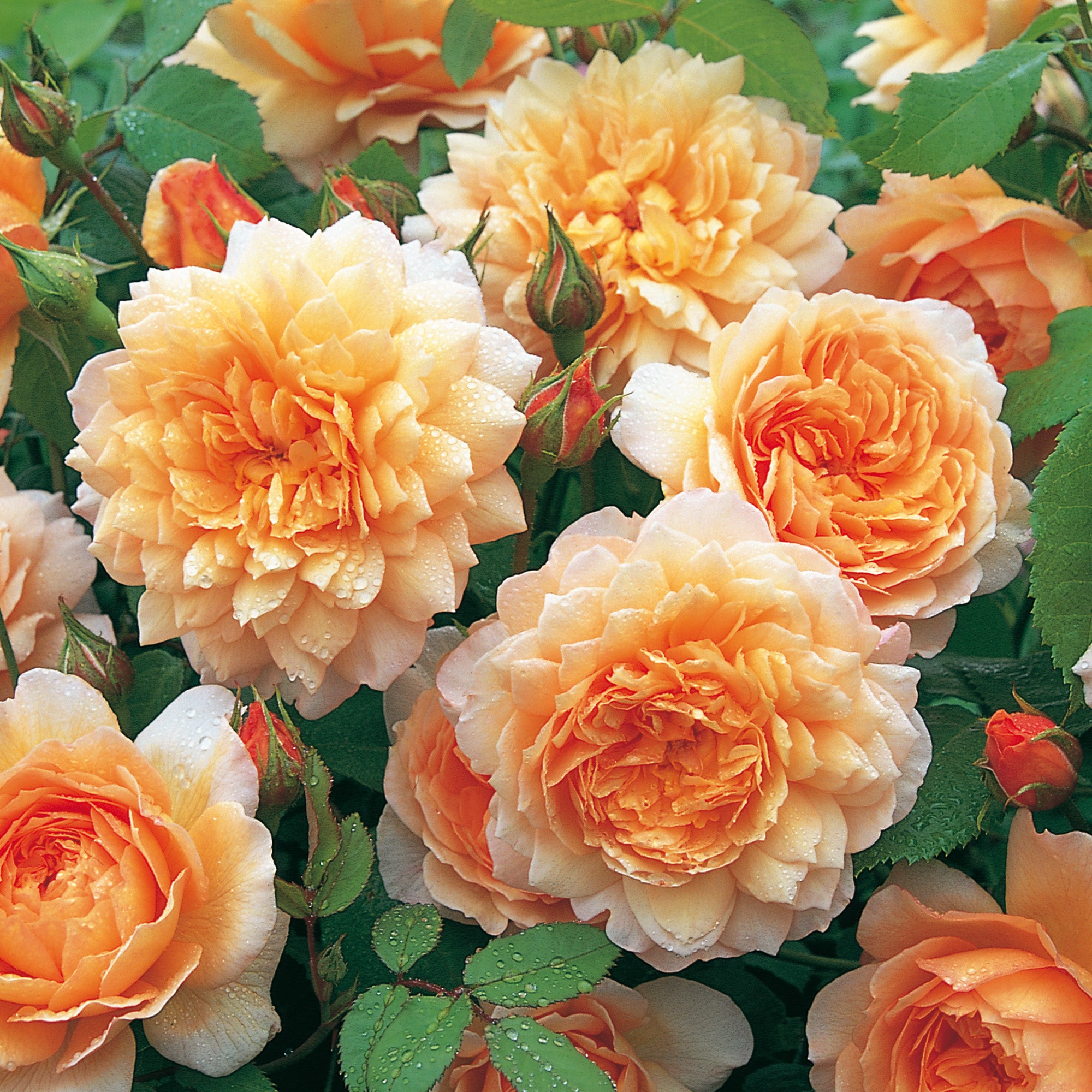 Grace (Auskeppy) | English Standard Tree Rose | David Austin Roses
