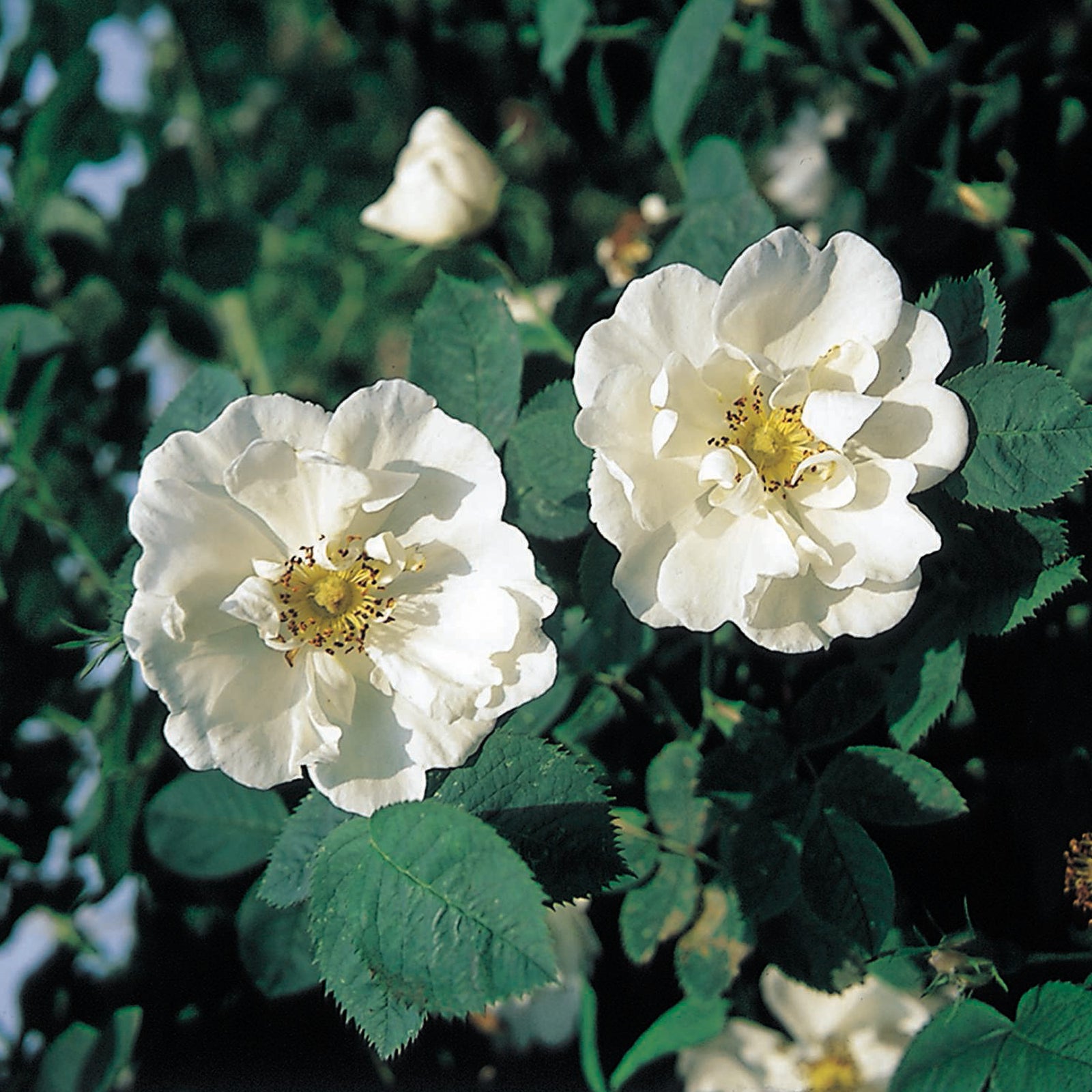 Alba Roses | David Austin Roses