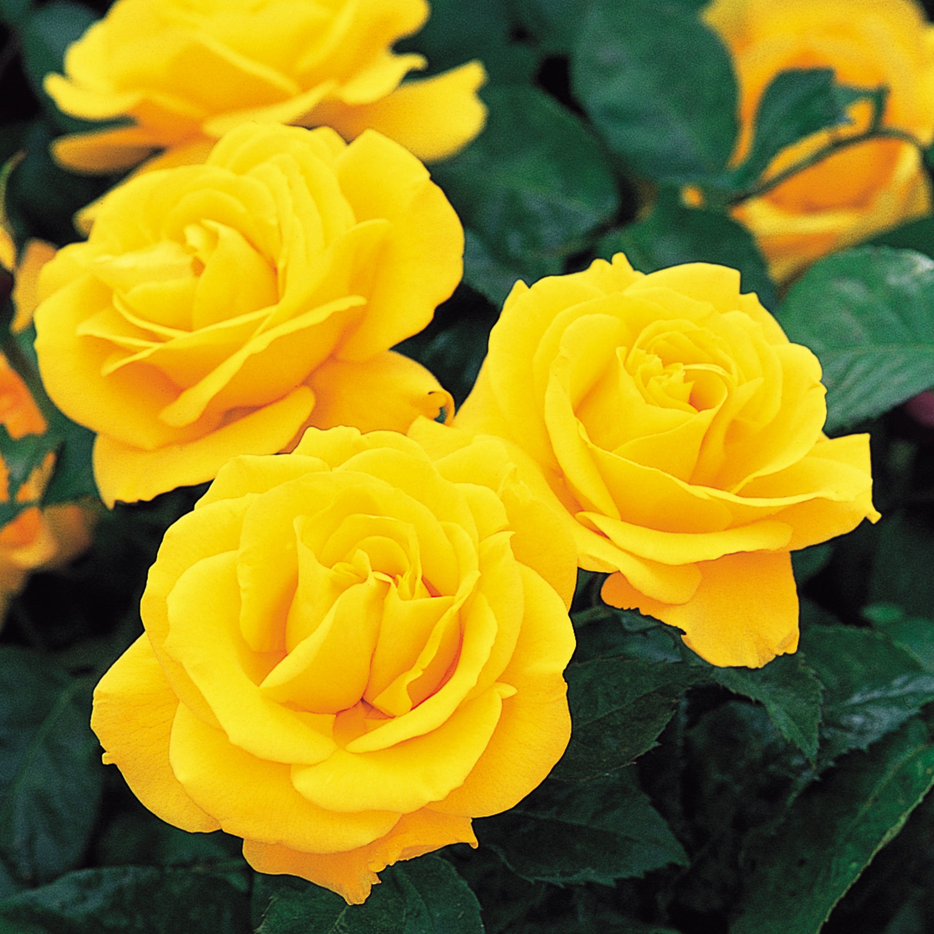 Floribunda Roses | David Austin Roses