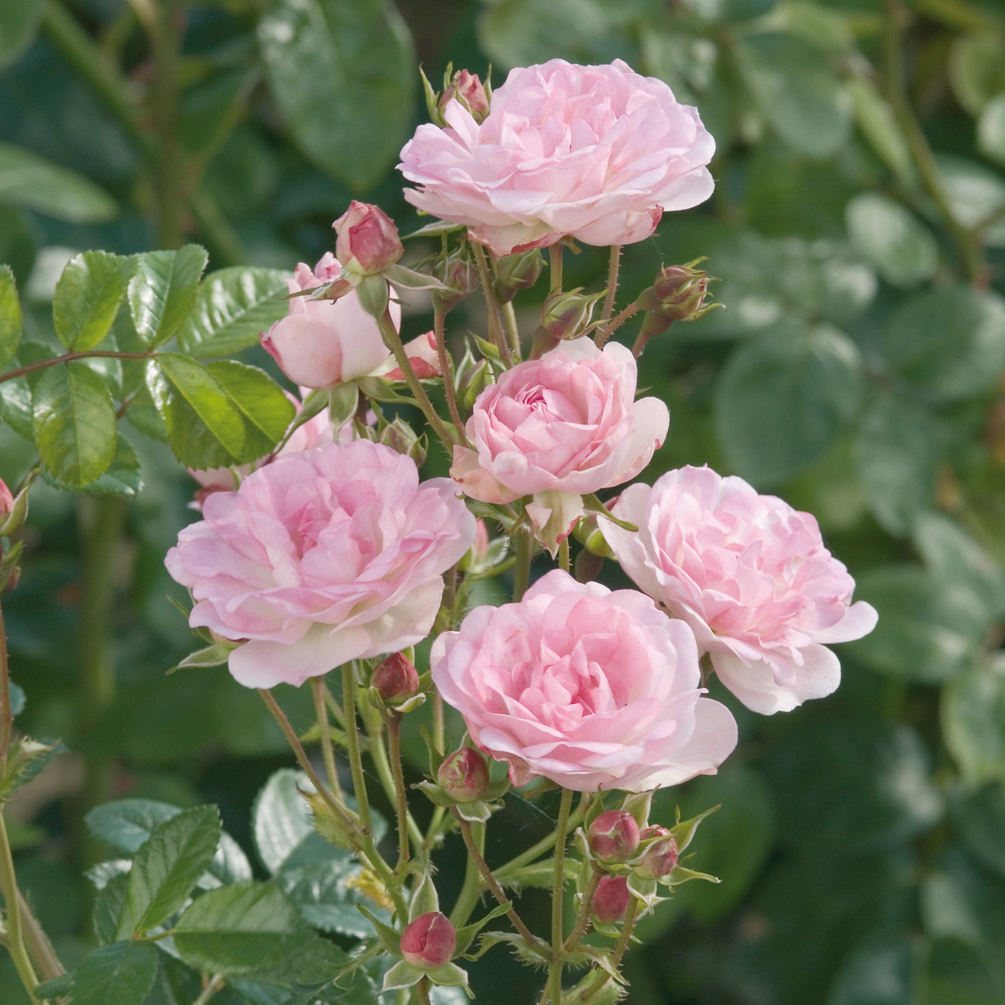 Maid of Kent | Climbing Rose | David Austin Roses