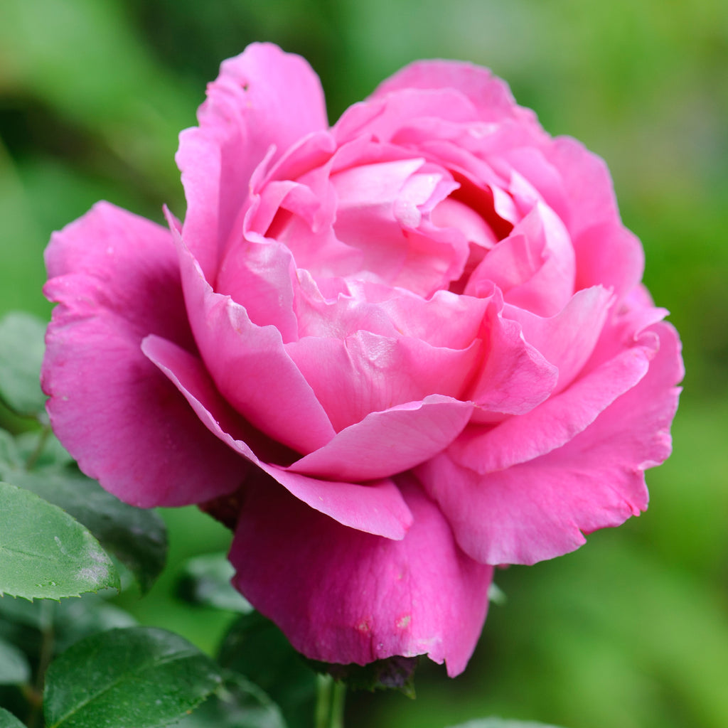 Mrs. Paul | Old Rose | David Austin Roses