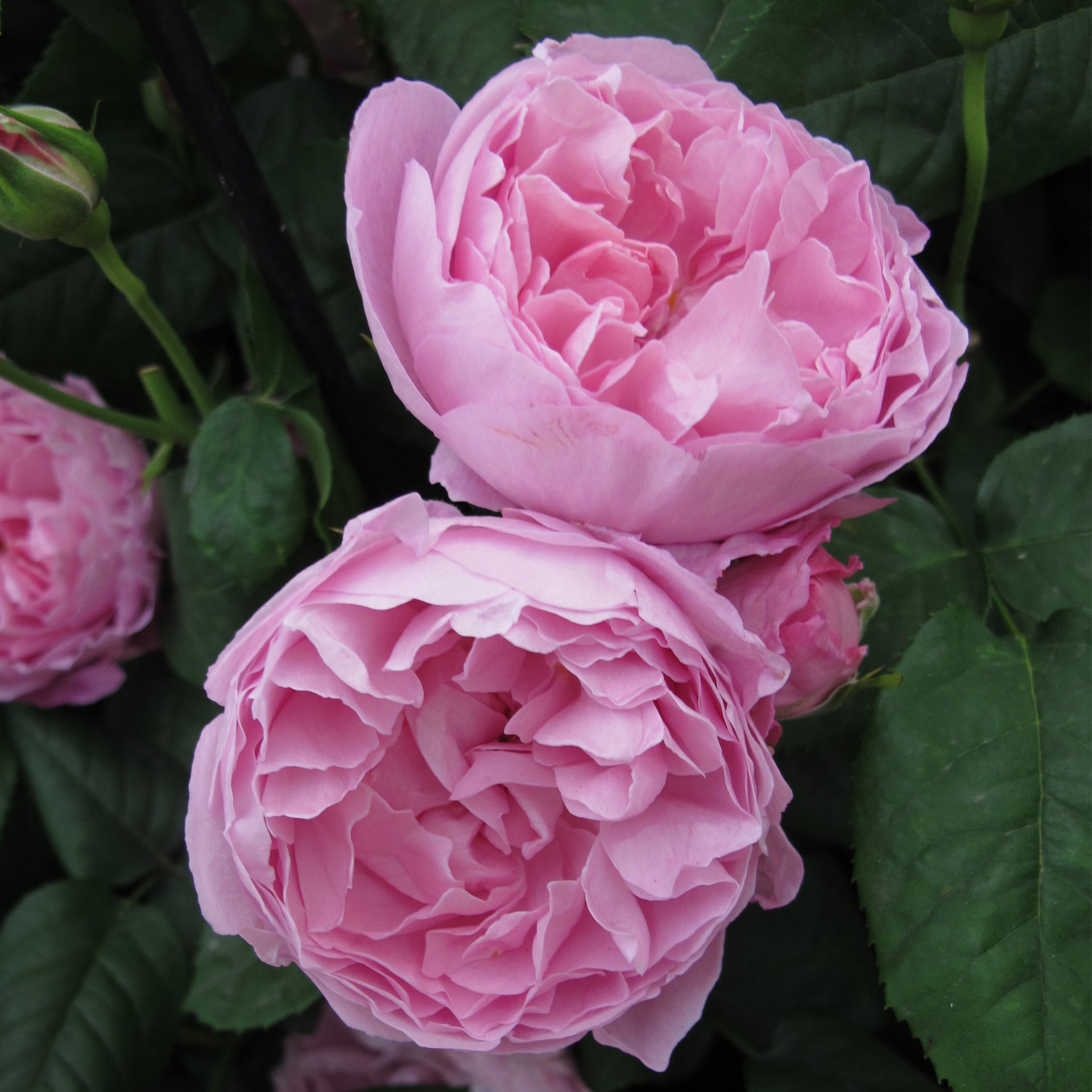 Mary Rose (Ausmary) | English Shrub Rose | David Austin Roses