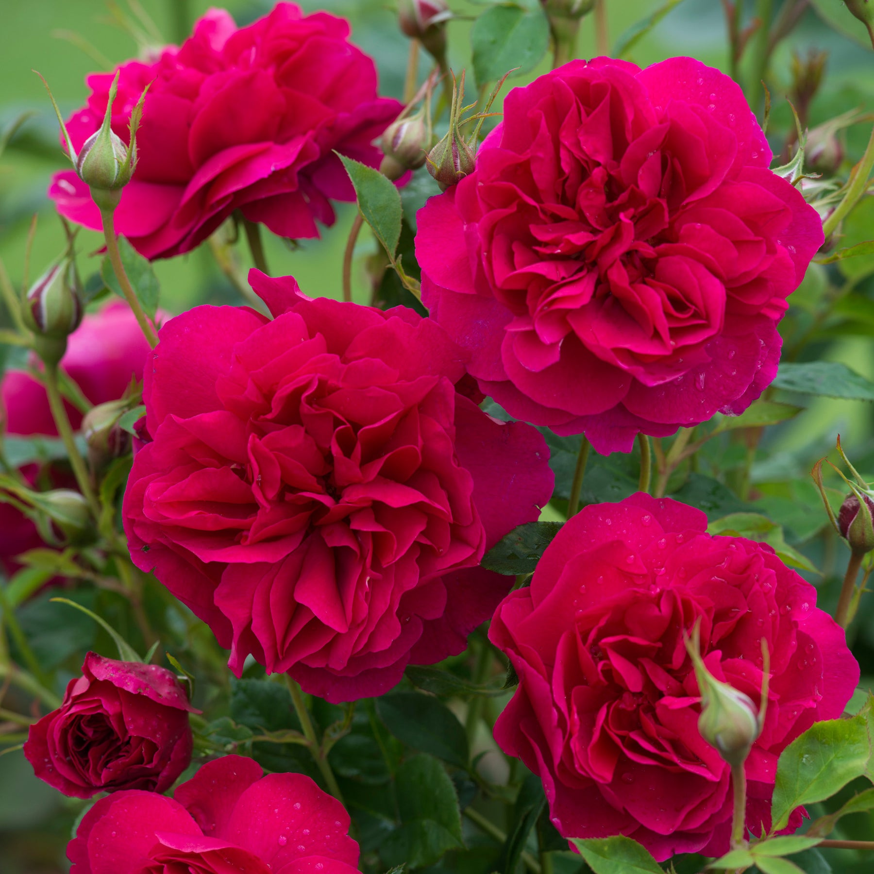 Buy Red Roses | UK Delivery | David Austin Roses