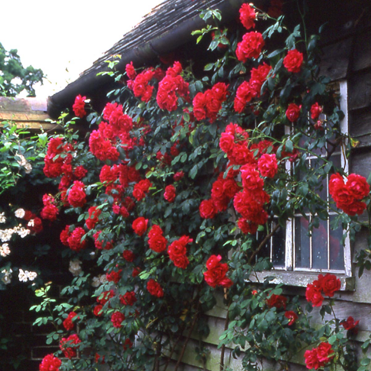 Paul’s Scarlet Climber | Climbing Rose | David Austin Roses