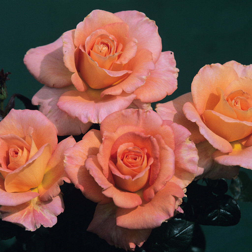 Wildfire | Patio Rose | David Austin Roses