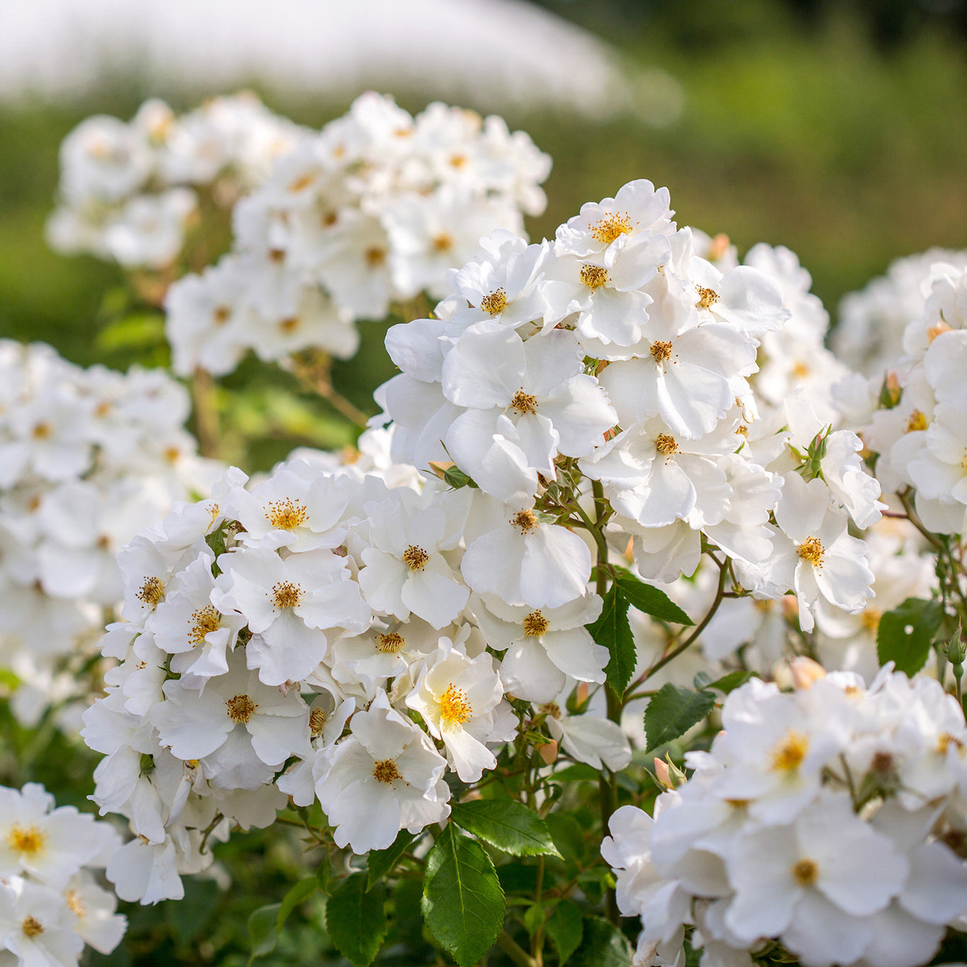 Disease Resistant Roses | Best Roses for Health | David Austin Roses