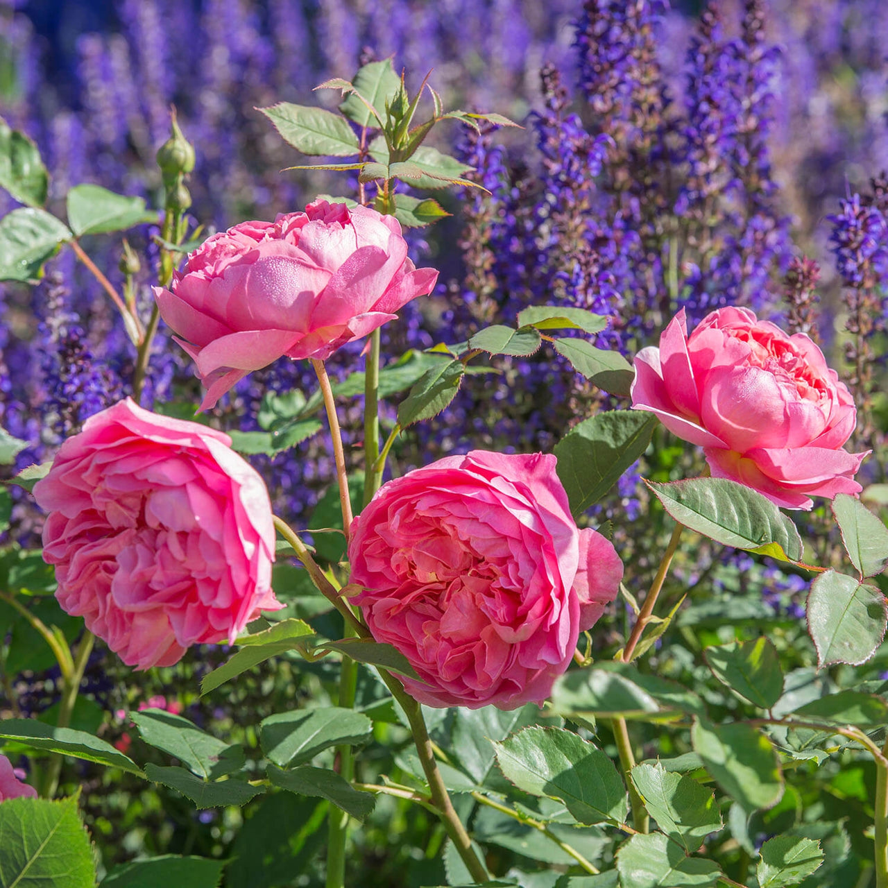 Boscobel (Auscousin) | English Shrub Rose | David Austin Roses