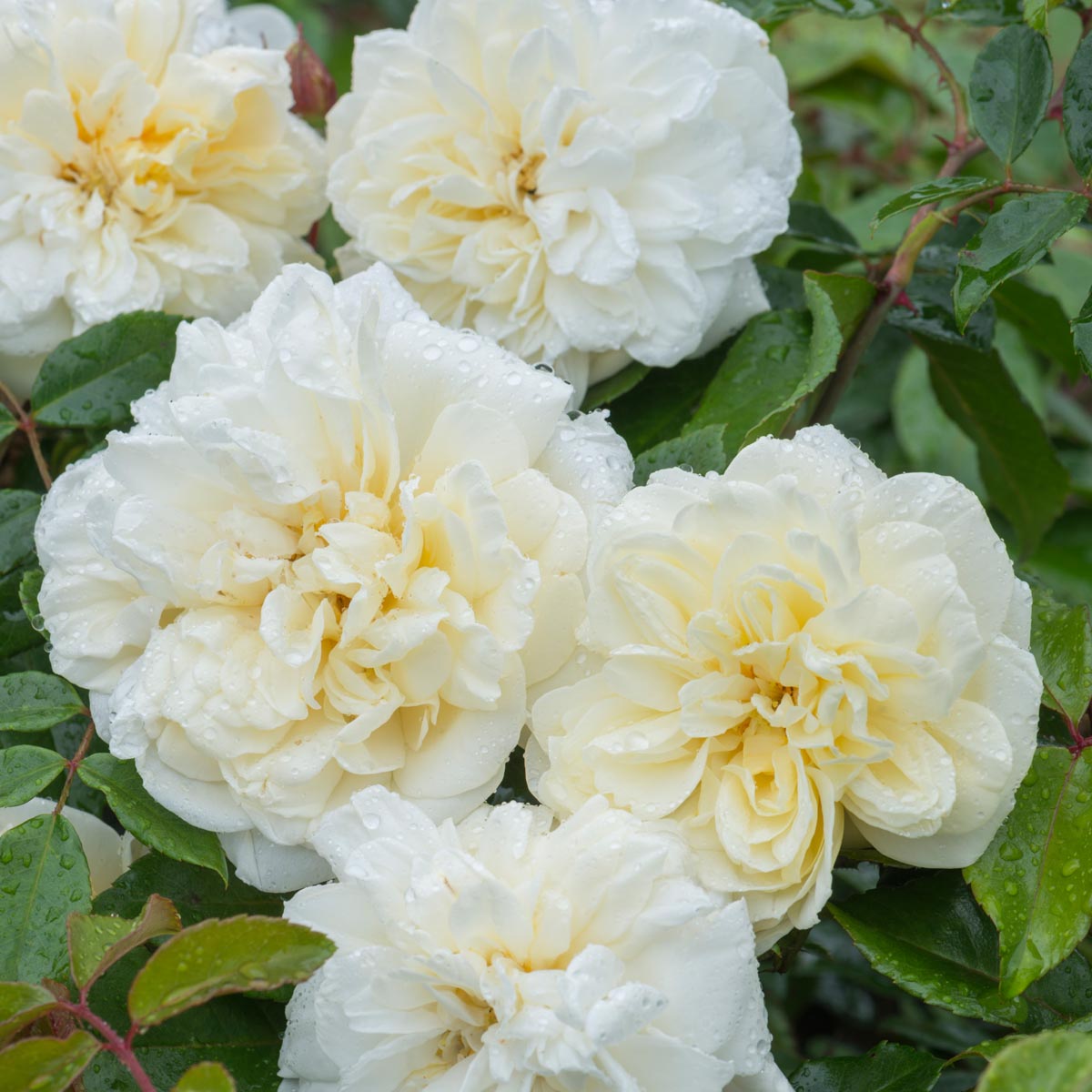 Albéric Barbier | Rambling Rose | David Austin Roses