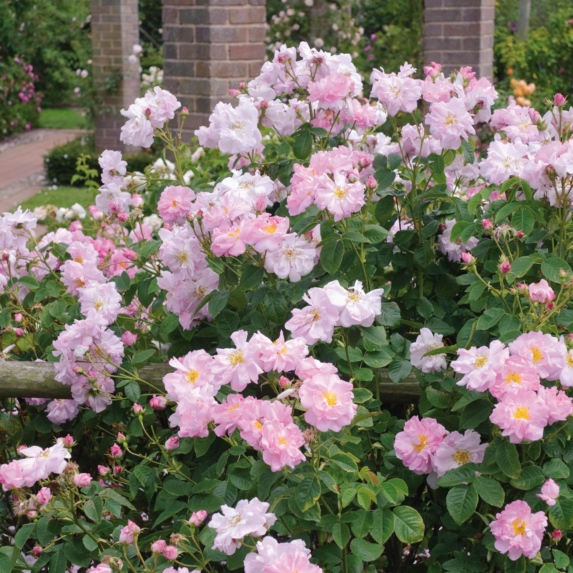 Celsiana | Old Rose | David Austin Roses