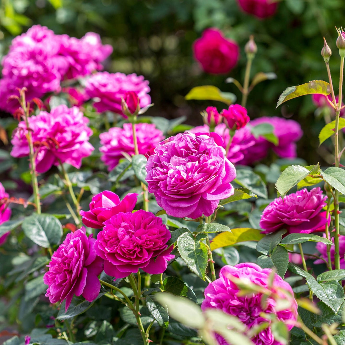 James L. Austin (Auspike) | English Standard Tree Rose | David Austin Roses