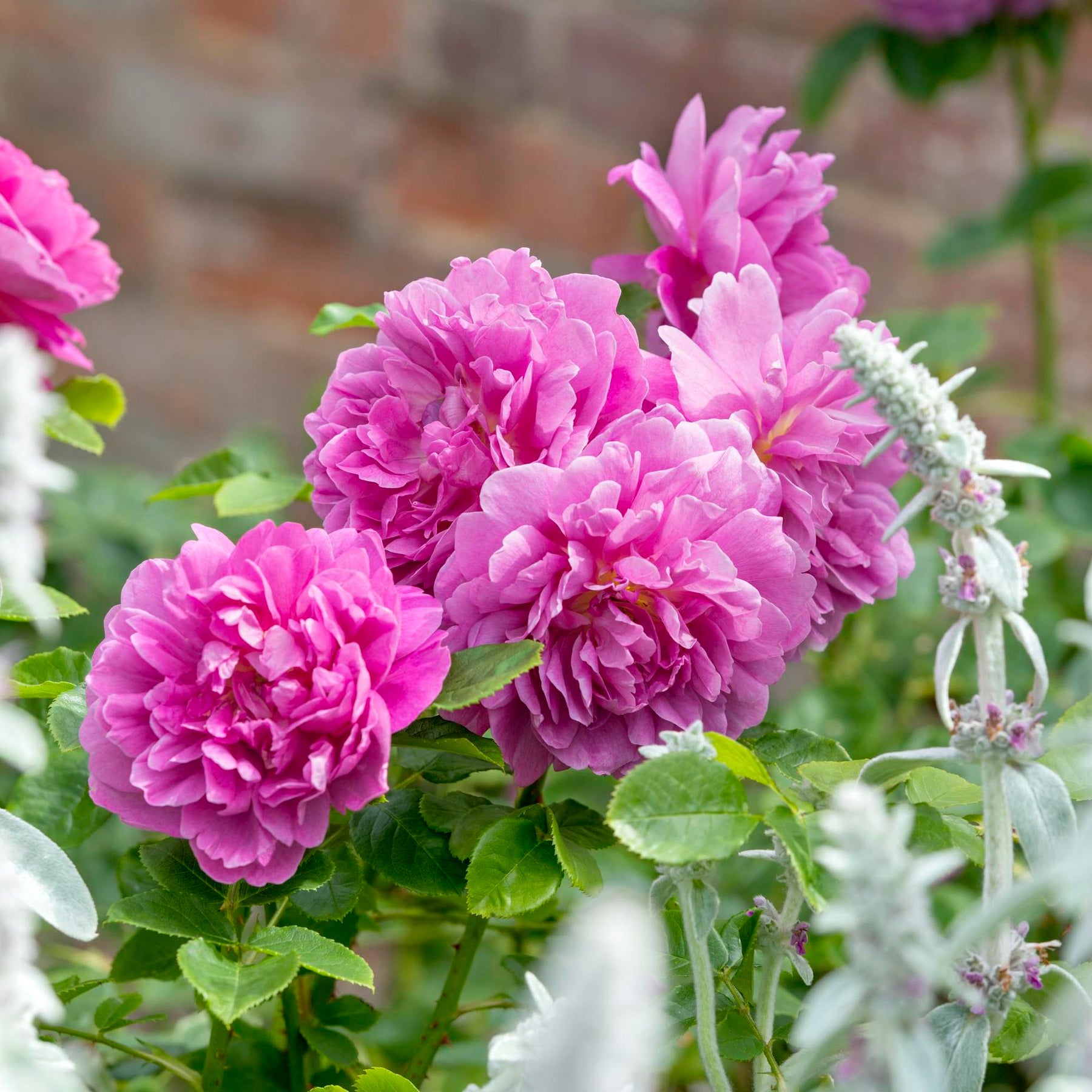 Roses Named After Women | David Austin Roses