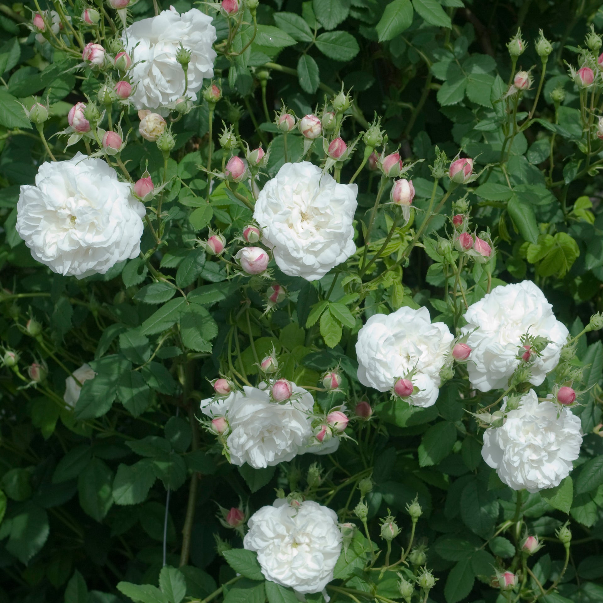 Mme. Plantier | Old Rose | David Austin Roses