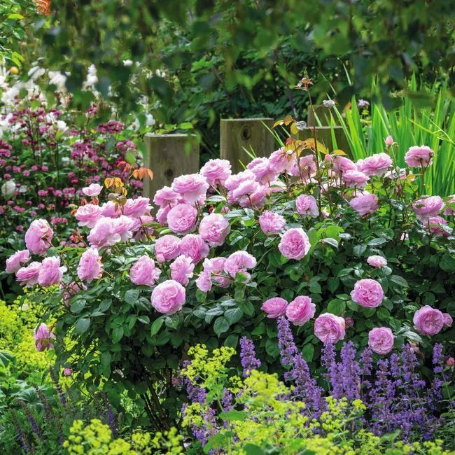 Olivia Rose Austin (Ausmixture) | English Shrub Rose | David Austin Roses