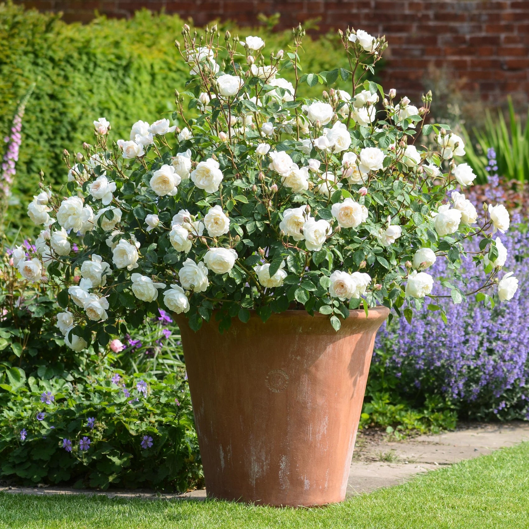 Desdemona (Auskindling) | English Shrub Rose | David Austin Roses