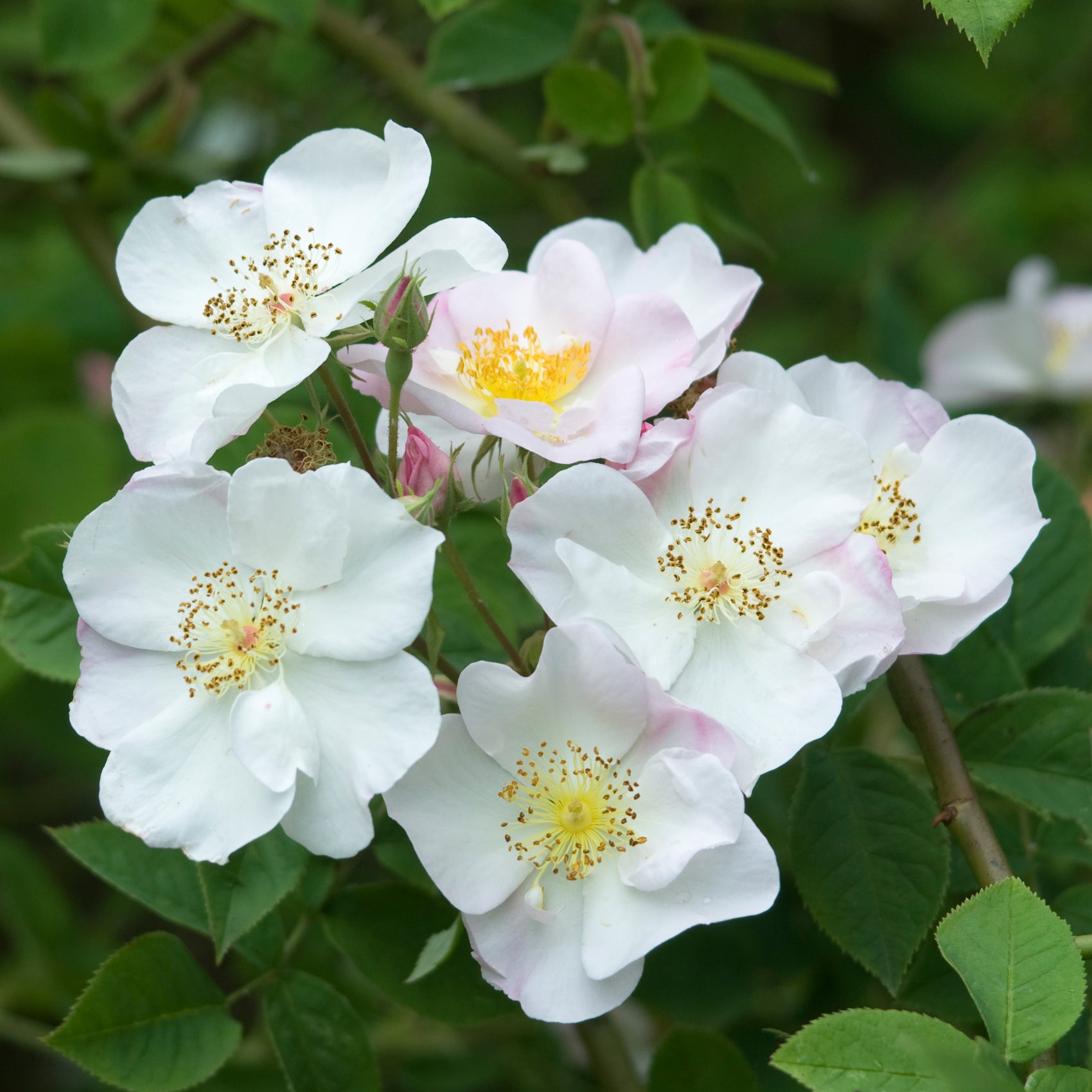 R. x dupontii | Wild Rose | David Austin Roses
