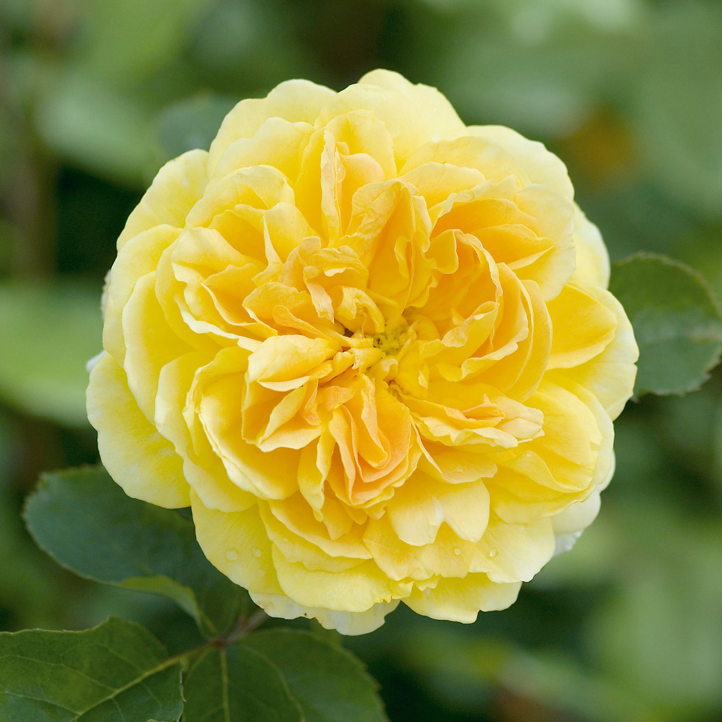 Molineux (Ausmol) | English Shrub Rose | David Austin Roses