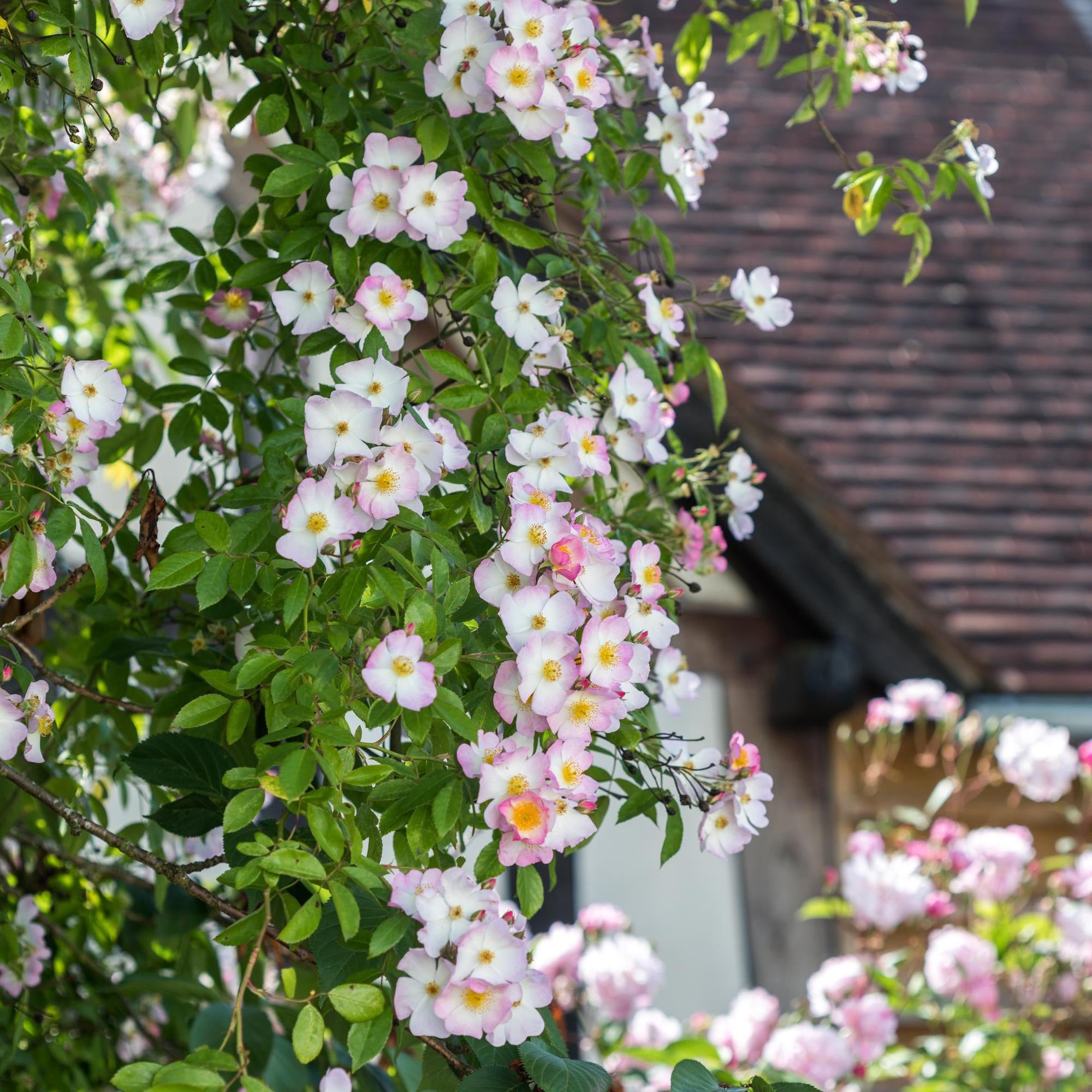 Francis E. Lester | Rambling Rose | David Austin Roses