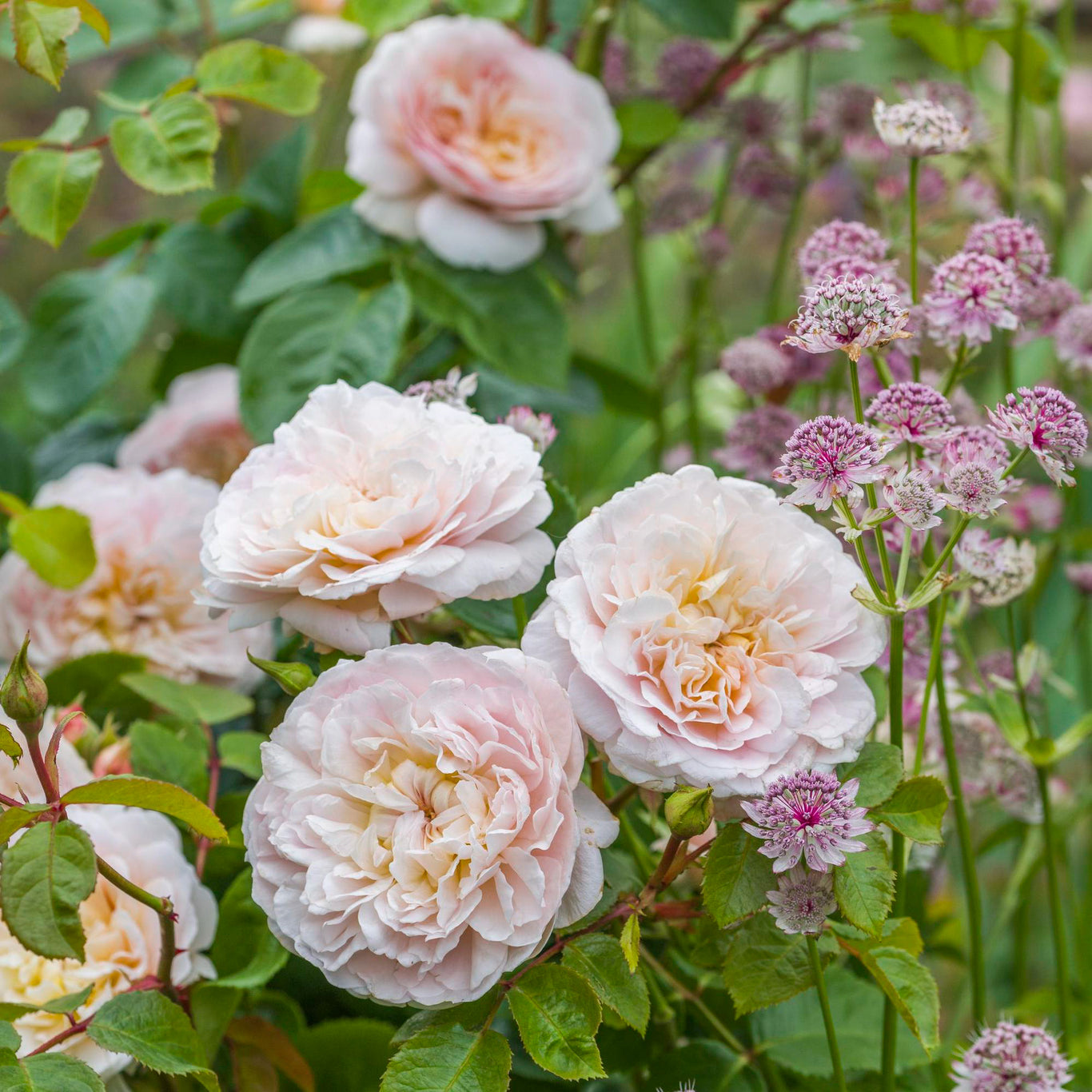 Roses for Growing as Hedges | Hedging Roses | David Austin Roses