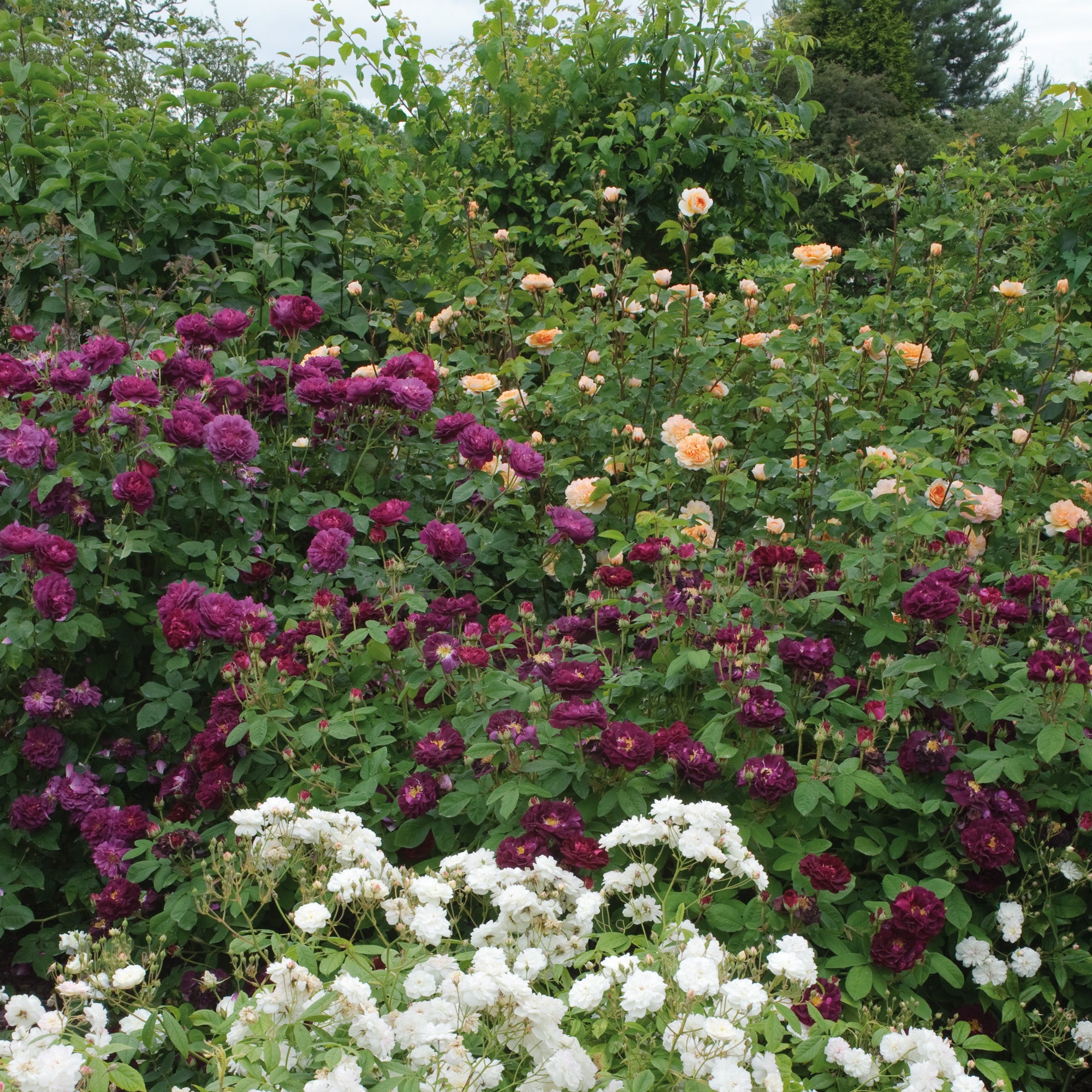 Tuscany Superb | Old Rose | David Austin Roses