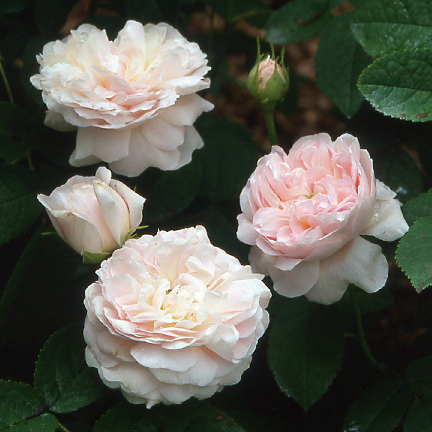 Belle Isis | Old Rose | David Austin Roses