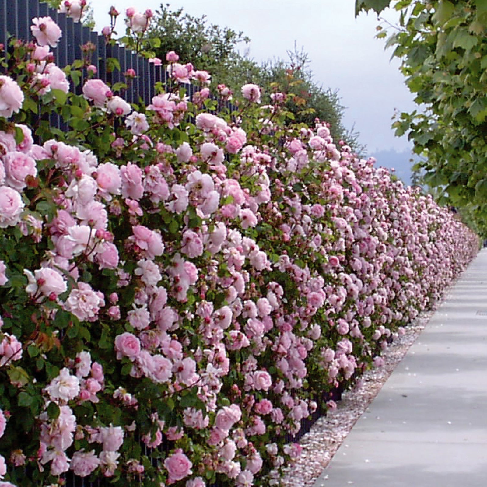 Constance Spry (Ausfirst) | English Climbing Rose | David Austin Roses