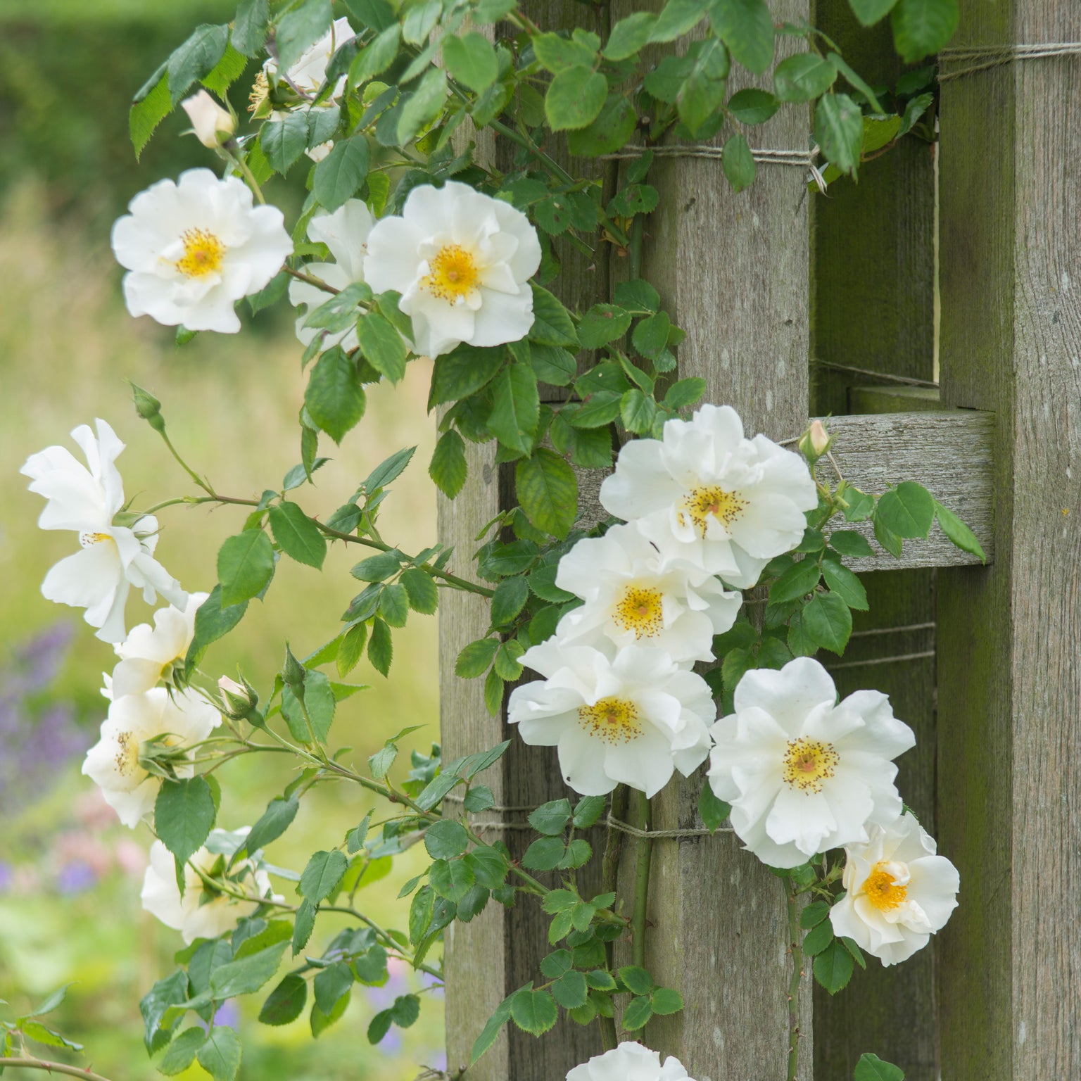 Mountain Snow | Rambling Rose | David Austin Roses