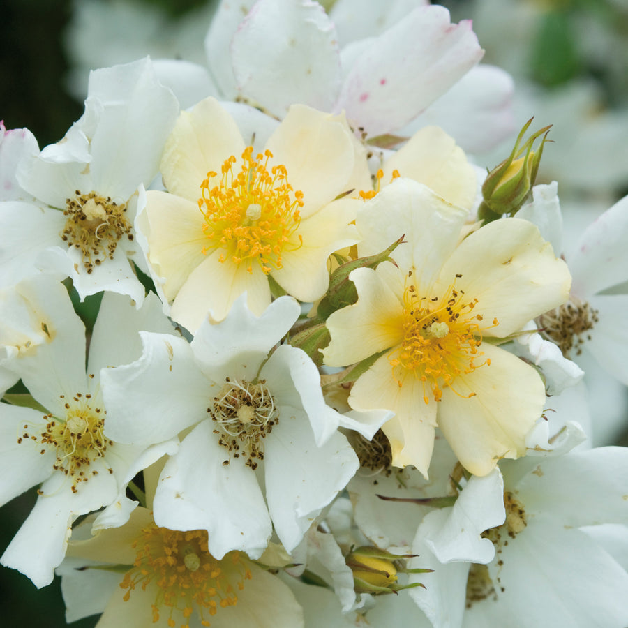 Wedding Day | Rambling Rose | David Austin Roses