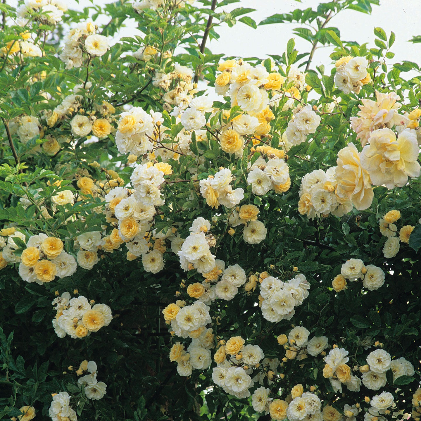 Emily Gray | Rambling Rose | David Austin Roses
