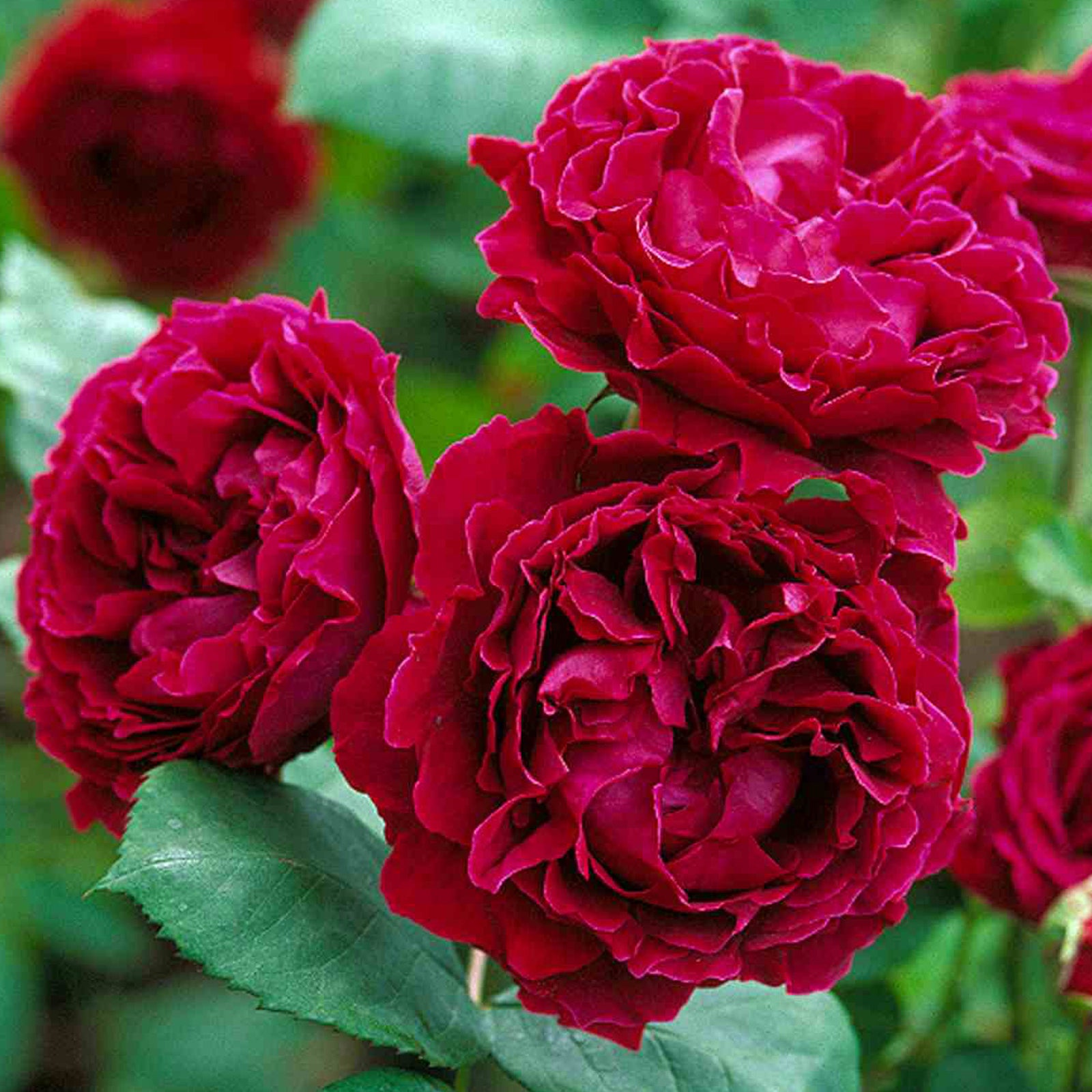 Duke of Edinburgh | Old Rose | David Austin Roses