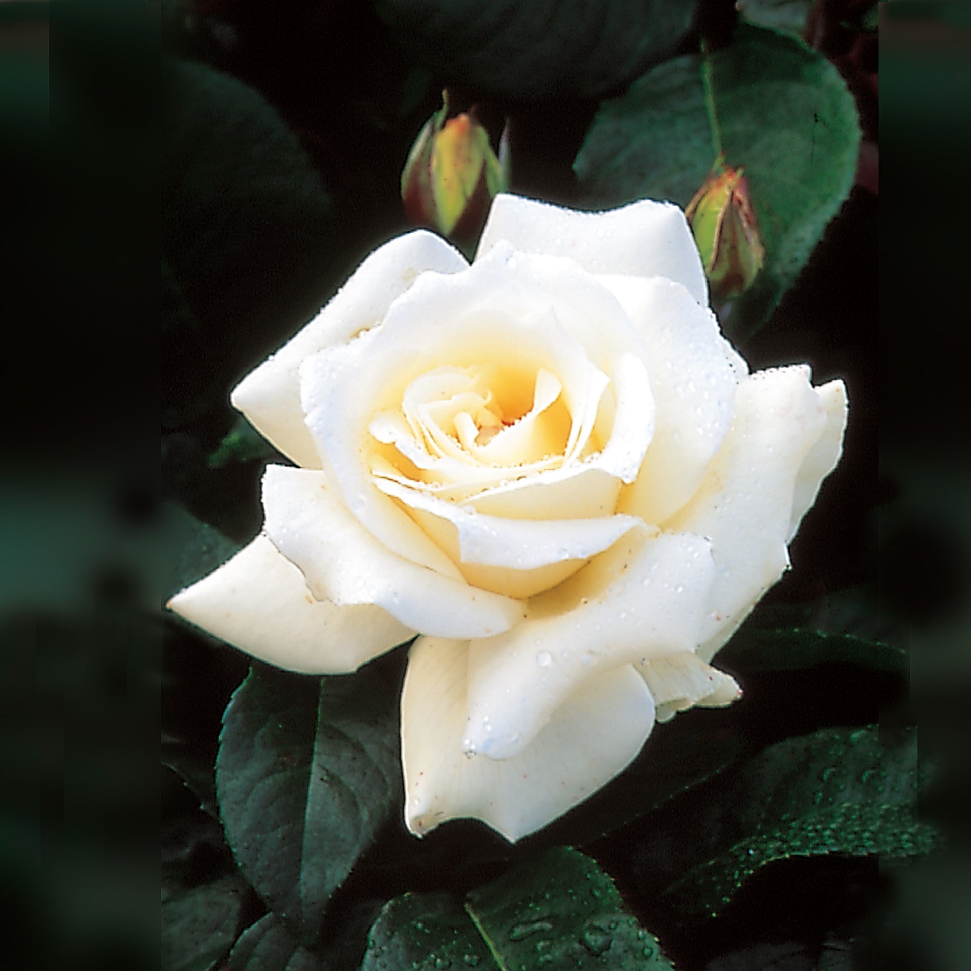 Pascali | Hybrid Tea | David Austin Roses