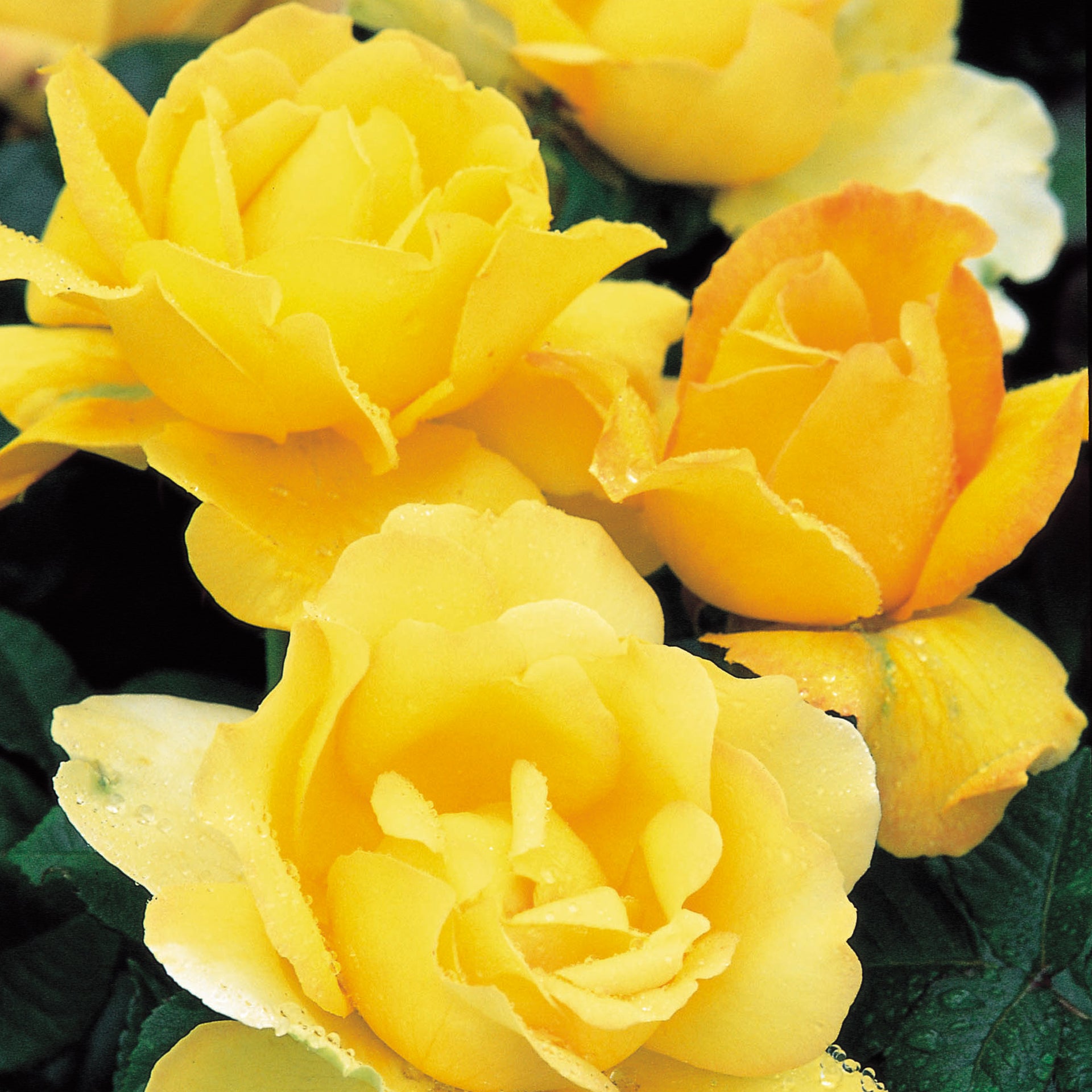 Mountbatten (Harmantelle) | Floribunda | David Austin Roses