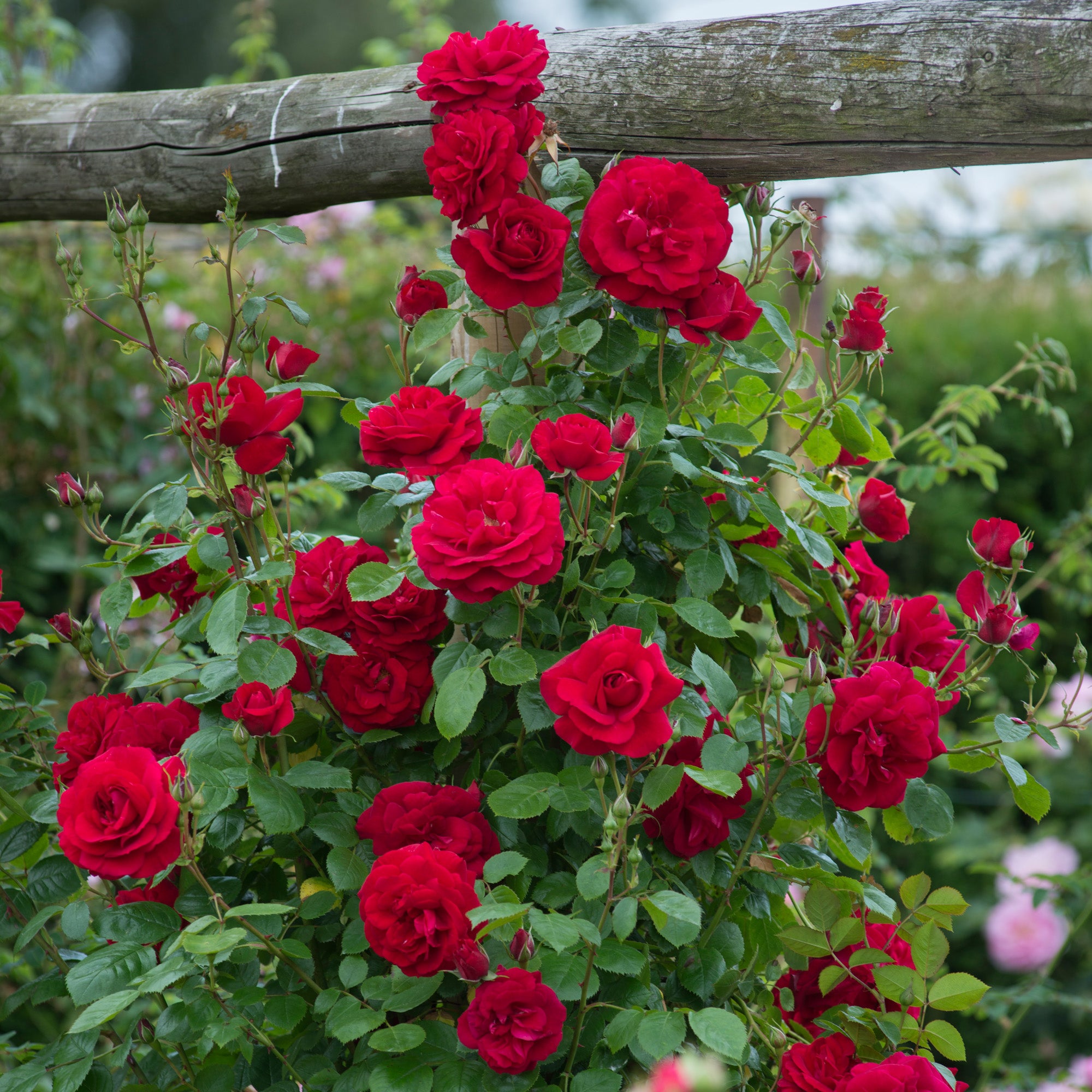 Prince’s Trust (Harholding) | Climbing Rose | David Austin Roses