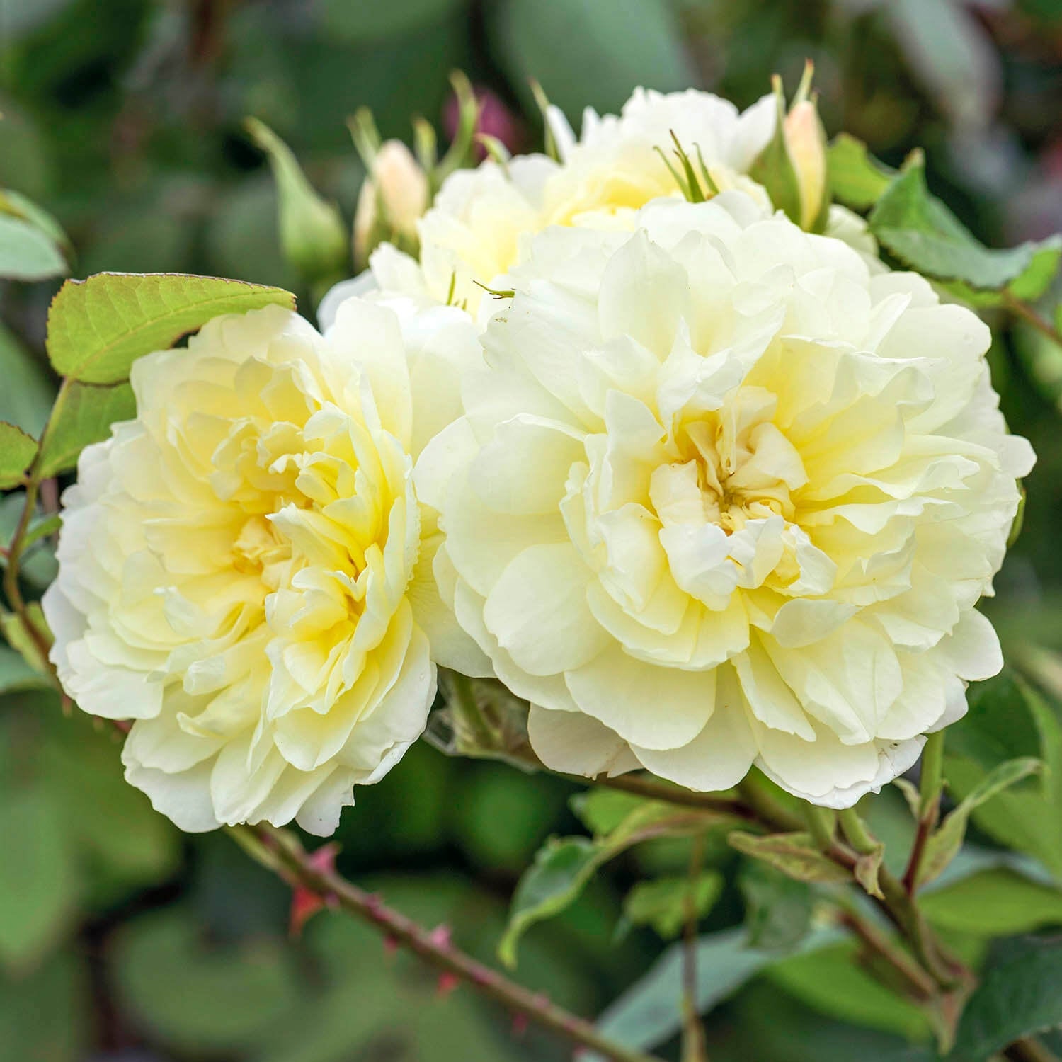 Imogen (Austritch) | English Shrub Rose | David Austin Roses