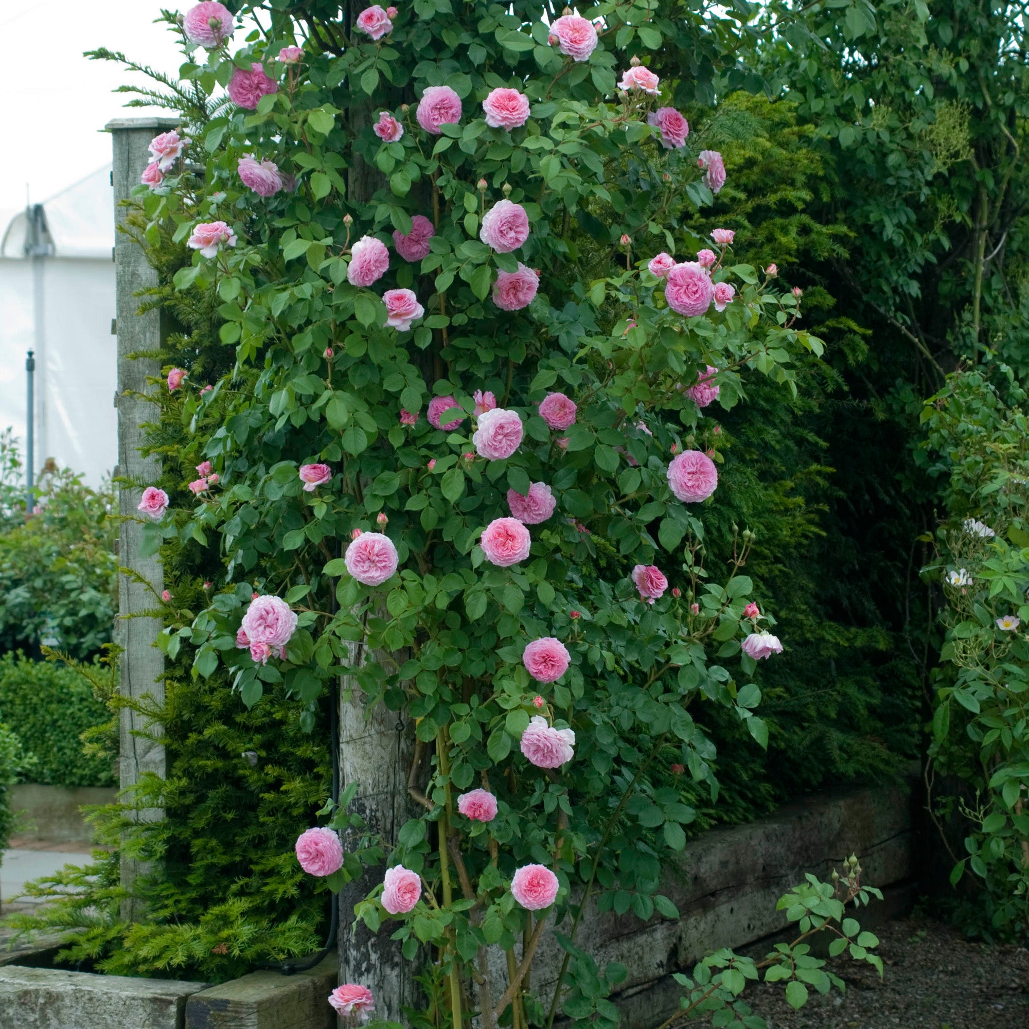 James Galway | English Climbing Rose | David Austin Roses