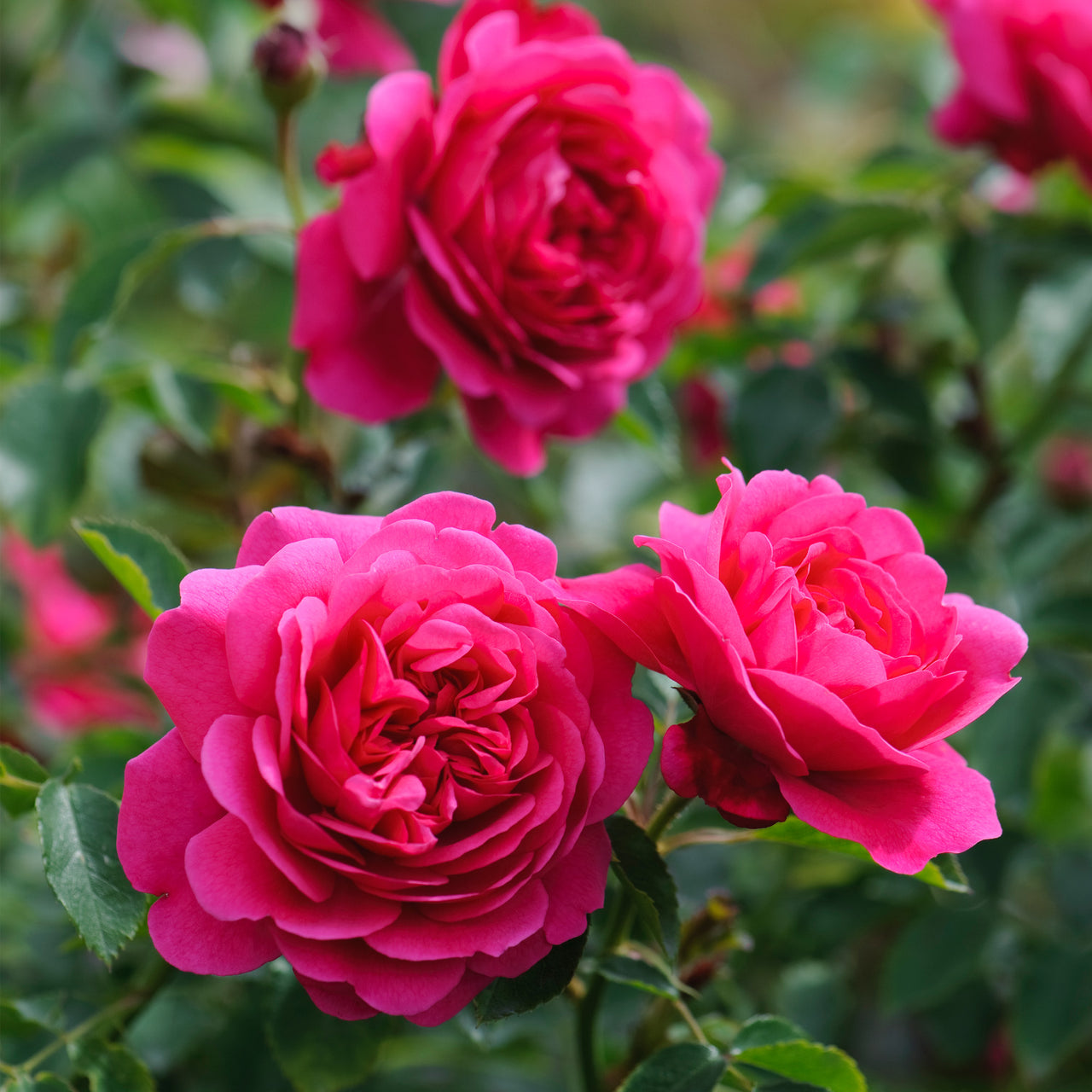 Sir John Betjeman (Ausvivid) | English Shrub Rose | David Austin Roses