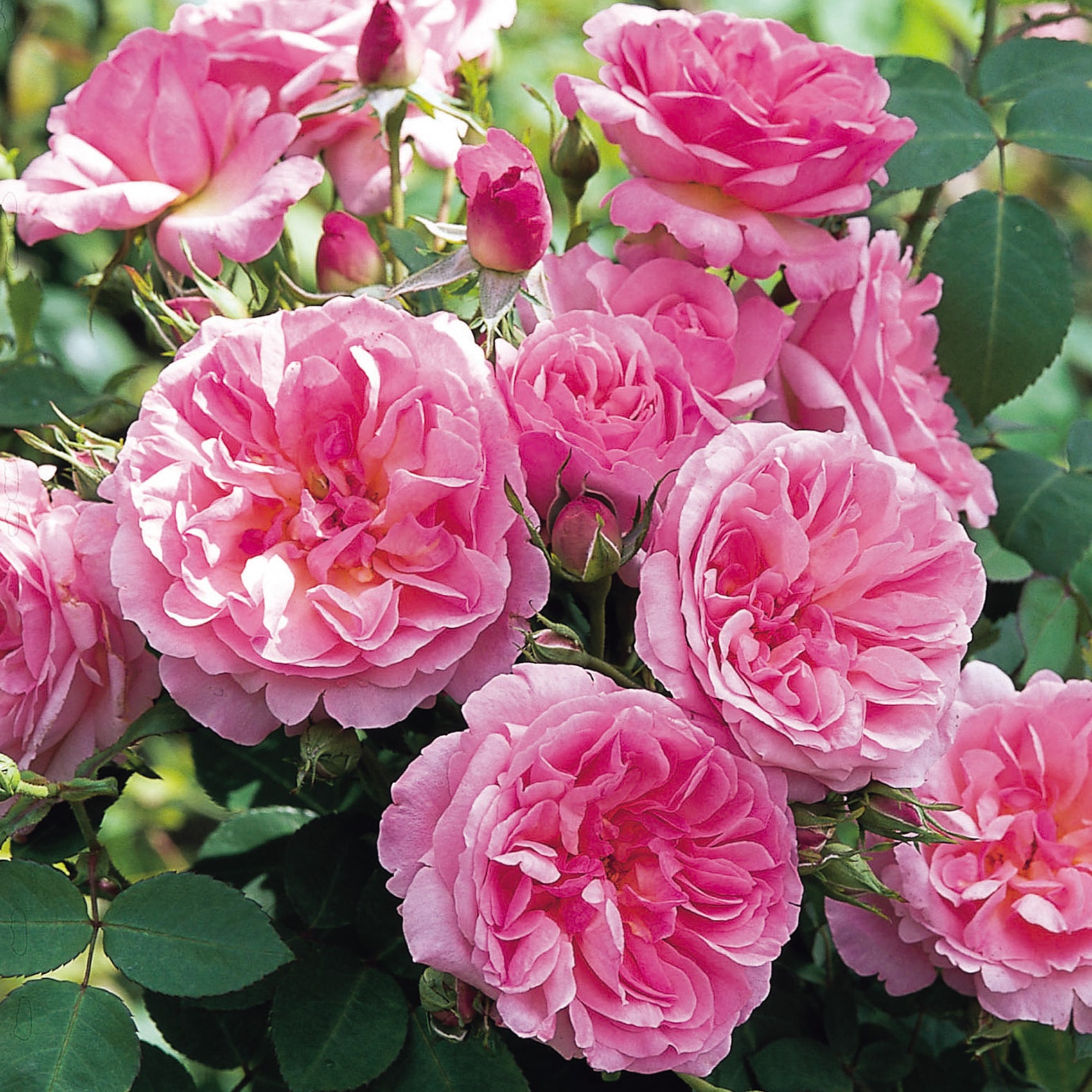 Hyde Hall (Ausbosky) | English Shrub Rose | David Austin Roses