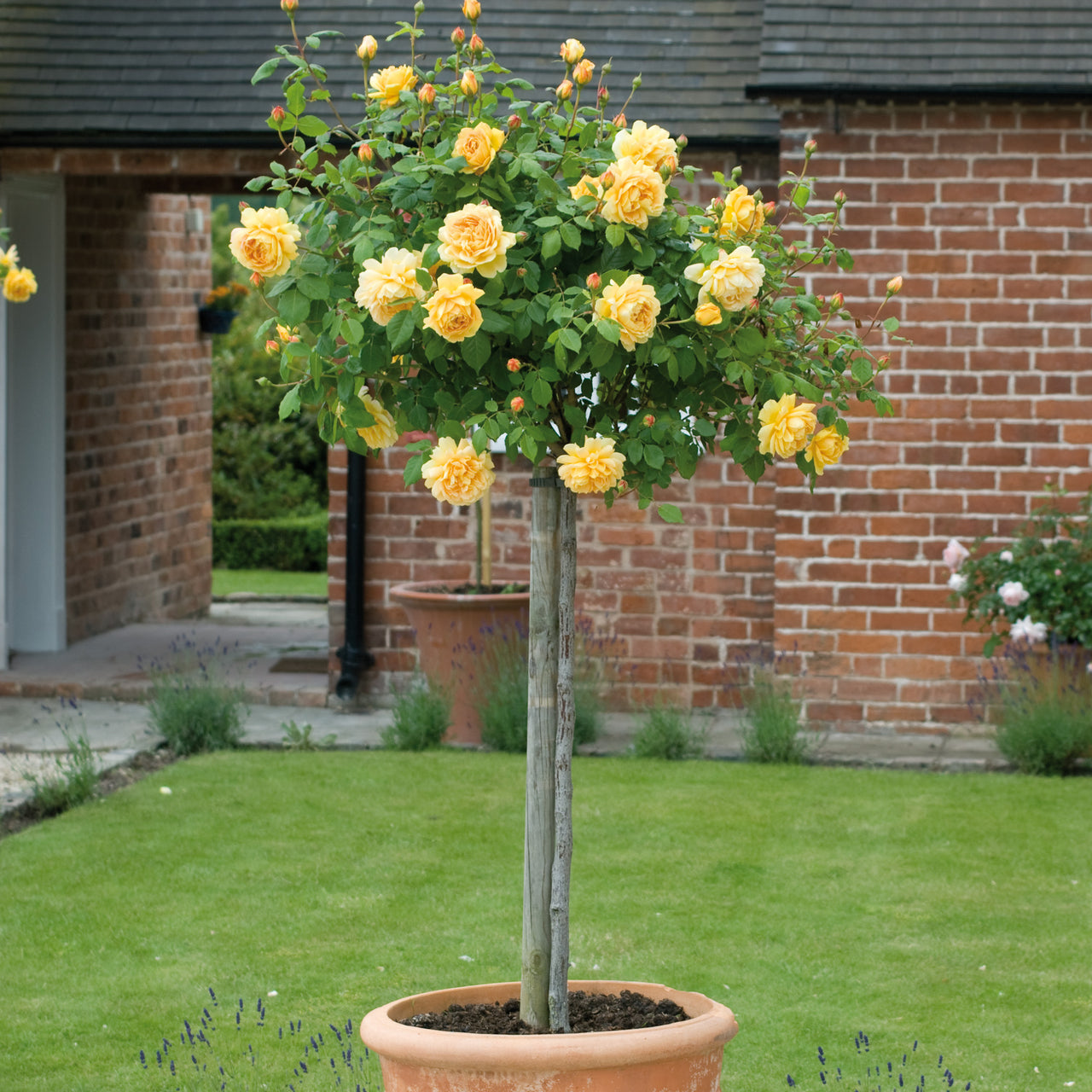 Golden Celebration (Ausgold) | English Standard Tree Rose | David ...